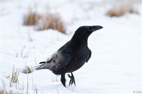 Raven In Snow Rodor Galleries Digital Photography Review Digital