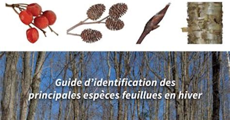 Arbres Et Arbustes Du Québec Guide Didentification Des Principales