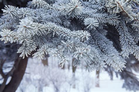 圣诞树背景下雪高清图片下载 正版图片507158935 摄图网 圣诞树背景下雪高清图片下载 正版图片507158935 摄图网