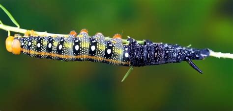 What Do Caterpillars Eat A Guide To Their Diet Apfisn