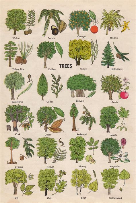 Digital Download Of Vintage Tree Indentification Trees Nature Guide