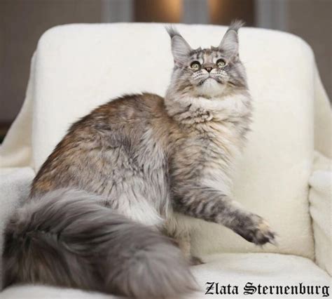 11 Ticked Tabby Pattern Maine Coons Cute Photos