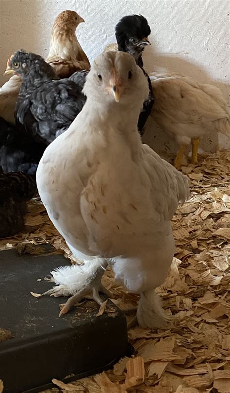 Chick Identification Bella Haga Farms