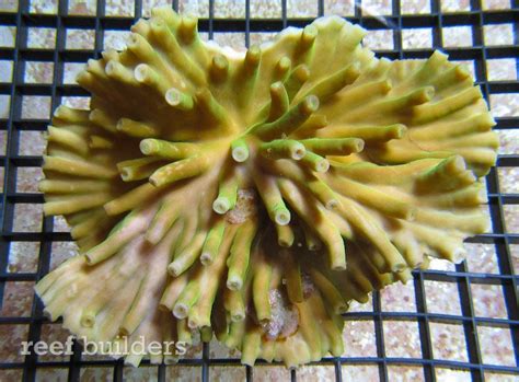 Finally Get A Good Look At A Colony Of Turbinaria Heronensis Reef