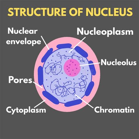 Nucleus Structure Diagram Stock Illustration Illustration Of