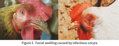Identification Diagnosis And Prevention And Control Of Infectious