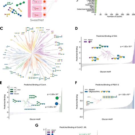 Lectinoracle Predicts Binding Of Lectins To A Wide Range Of Different Download Scientific