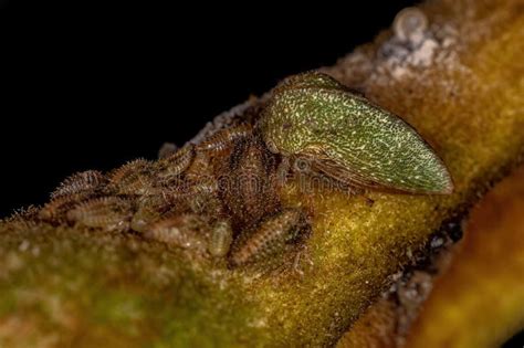 Adult Typical Treehopper With Nymphs Stock Image Image Of Wildlife Membracoidea