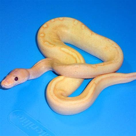 Banana Champagne Ball Python Juvenile Male
