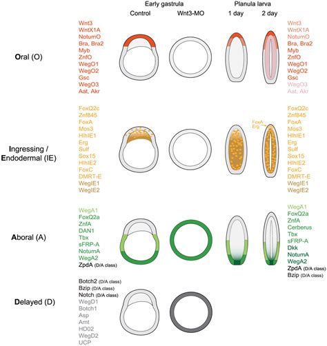 Summary Of Expression Profiles Observed For The Analyzed Download