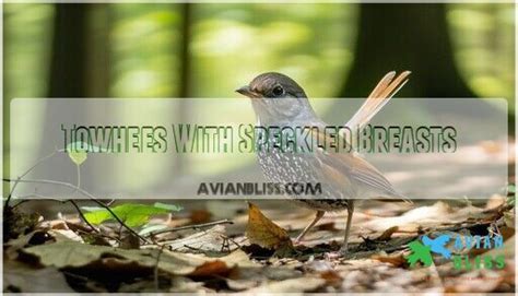 Birds With Speckled Breasts Complete Id Guide With Photos 2025