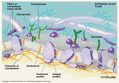Plasma Membrane Structure