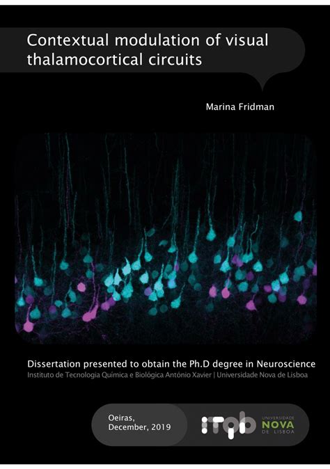 Pdf Contextual Modulation Of Visual Thalamocortical Circuits