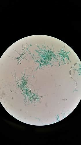 Lab Practicum Flashcards Quizlet