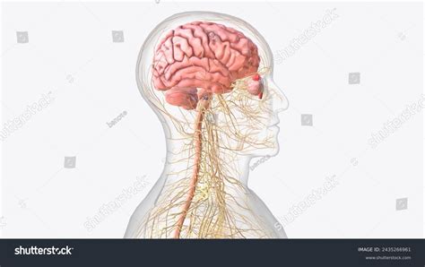 Central Nervous System Brain Spinal Cord Stock Illustration 2435266961 Shutterstock