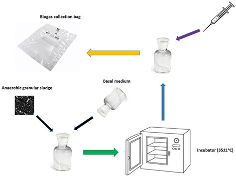 Schematic Diagram Of Experimental Bmp Analysis Download Scientific