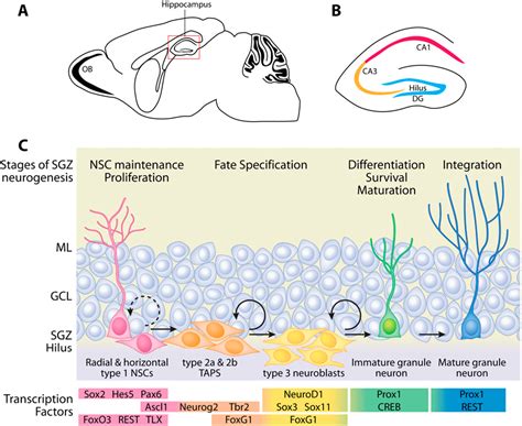 Neurons Growing Bright Brain Londons Eeg Neurofeedback And Brain