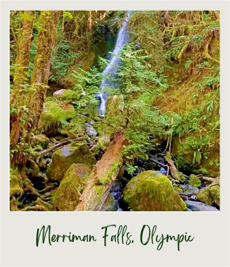 Lake Quinault Loop Drive A Complete Guide For First Time Visitors