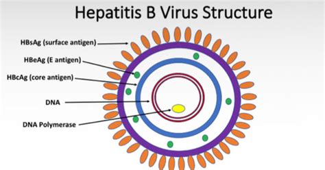 Lecture 81 Hepatitis And Viruses Flashcards Quizlet