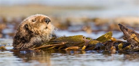 Sea Otters Kelp And Killer Whales Zzcrlt