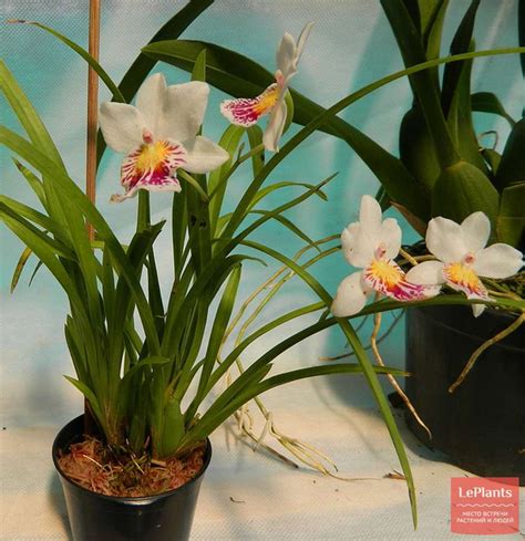 Мильтониопсис фаленопсис (Miltoniopsis phalaenopsis) — описание ...