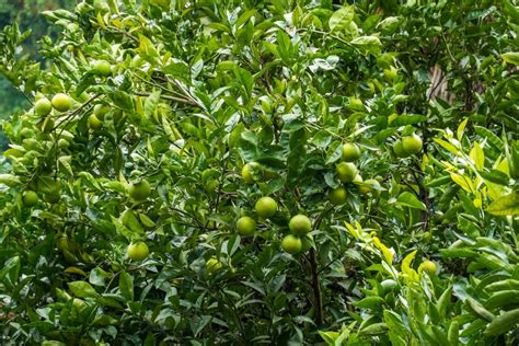 Few Lime Tree Varieties You Should Consider Garden Violate