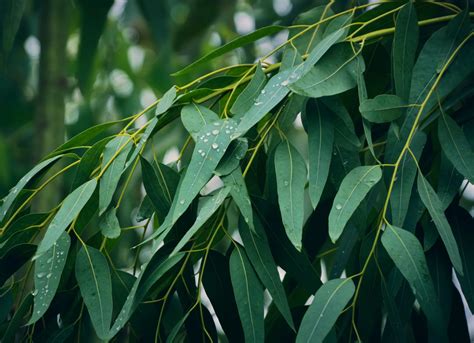 Eucalyptus Spell Components Wiki Fandom