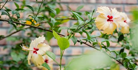 Hais Leadership Team Hais