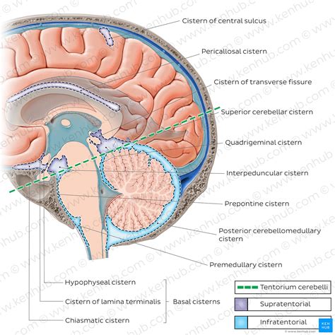 Cerebrospinal Fluid Flow Anatomy And Functions Kenhub