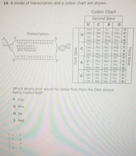 16 A Model Of Transcription And A Codon Chart Are Shown Tra Which Amino Acid Would Be Co [biology]