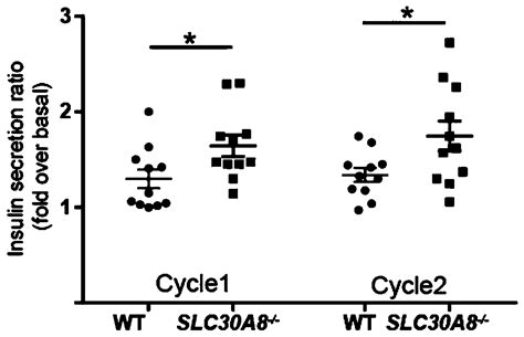 Anti Diabetic Pancreatic Beta Cells With Down Regulated Slc30a8 Gene Expression And Application