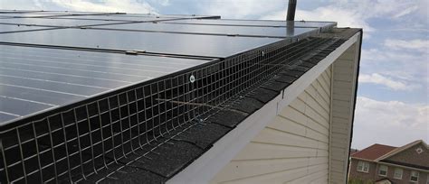 Understanding Crow Behavior Skedaddle Delaware