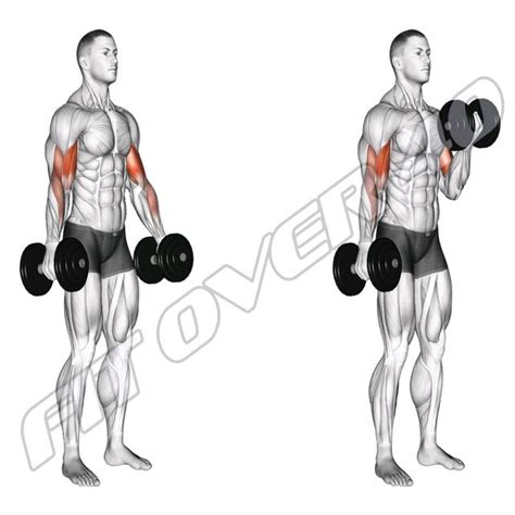 Dumbbell Alternate Biceps Curl By Ftf Jan Exercise How To Skimble