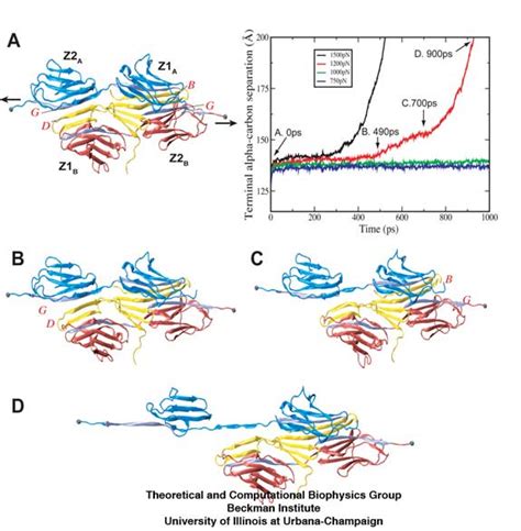 The Titin Telethonin Complex