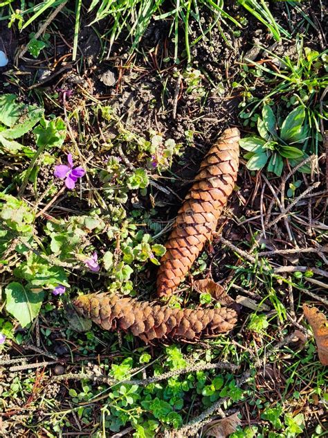 Long Skinny Pine Cones On The Ground Stock Image Image Of Shrub Delicate 335944897