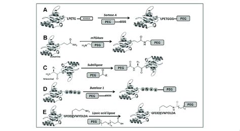 Enzyme Mediated Modification Of Proteins The X And A Locked In Download Scientific