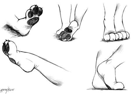 Paw Practice by A9-Emus on DeviantArt