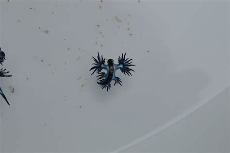 Blue Sea Slug Glaucus Marginatus Blue Sea Slugs Washed U Flickr