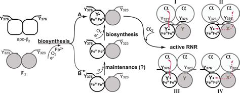 A Tale Of Two Tails Of The Ribonucleotide Reductase Small Subunits♦