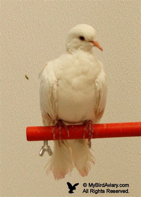 Ringneck Doves My Bird Aviary