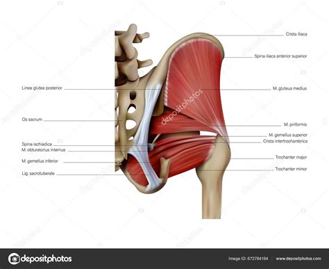 Anatomía Estructura Los Músculos Pelvis Humana Ilustración Vector De