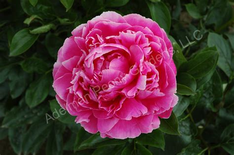 Peony Paradise Premium Peony Roots Adelman Peony Gardens