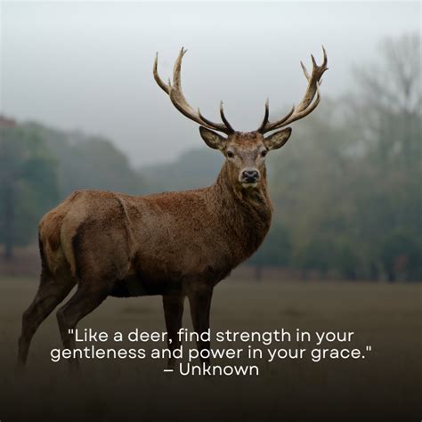 Best Deer Quotes And Sayings • Sandjest Ts