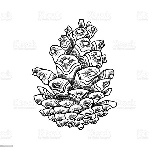 Hand Drawn Textured Fir Pine Cone Vector Illustration Stock