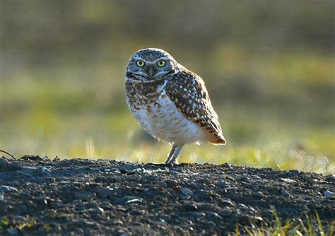 Photo Burrowing Owl Hunting Near Billings