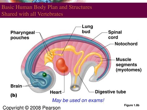 Ppt Introduction To Human Anatomy And Physiology Understanding The