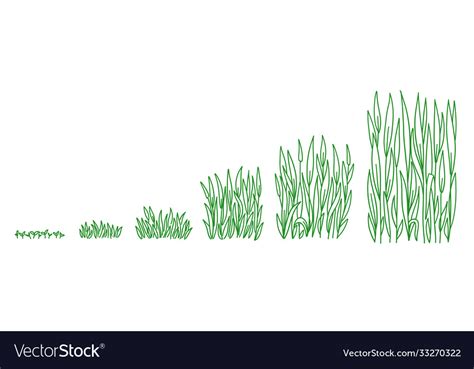 Green Lawn Grass Plant Growth Stages Development Vector Image