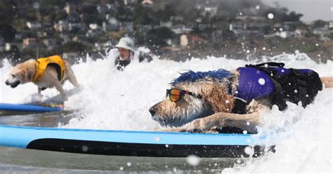 World Dog Surfing Competition See Dogs Ride Waves In Pacifica