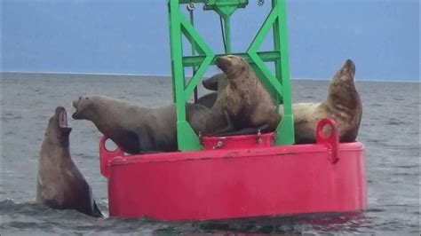 Sea Lions Roar Youtube
