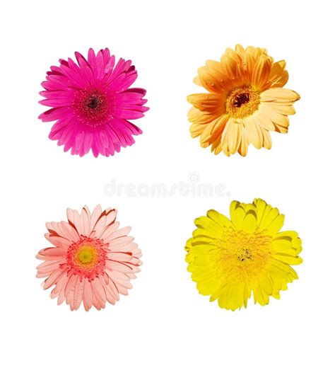 Assorted Flower Gerbera Colors Stock Image Image Of Delicate Life
